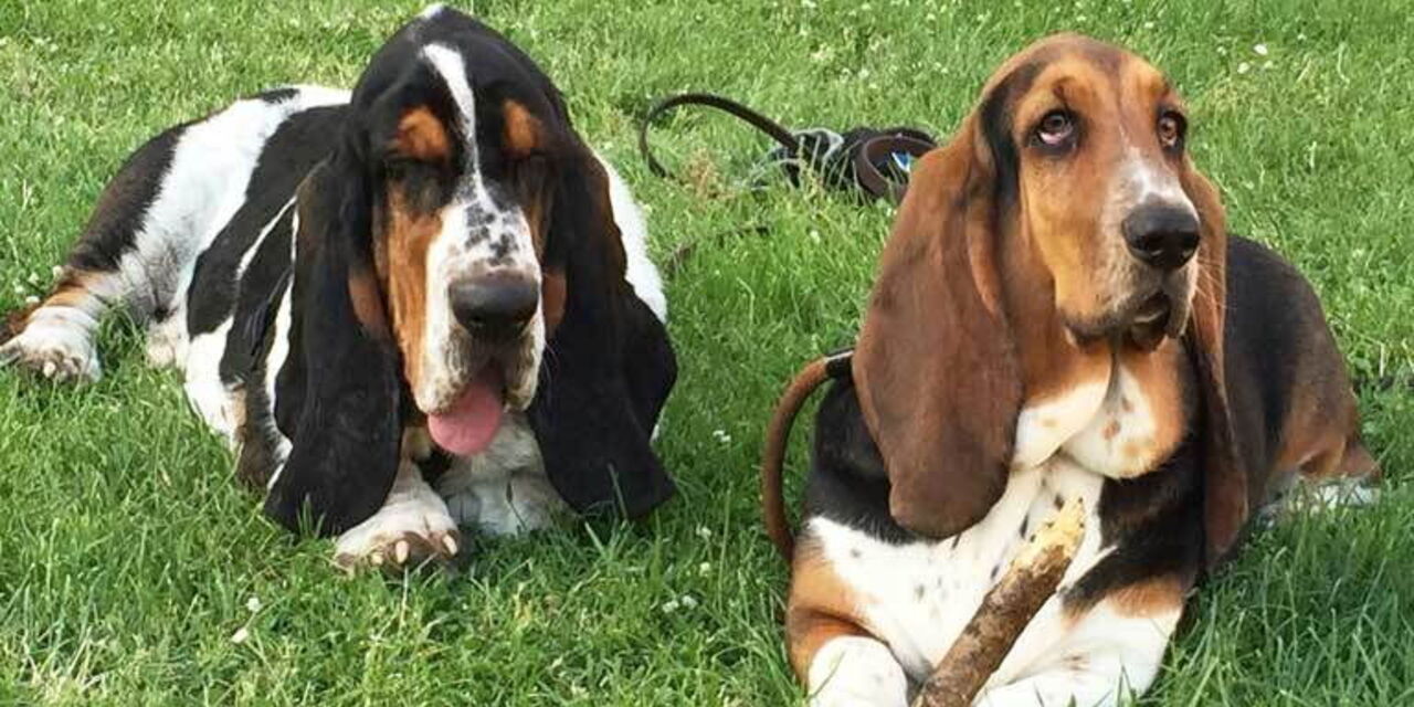 Dog Friendly Villas in Italy | Salogi Villas Italy